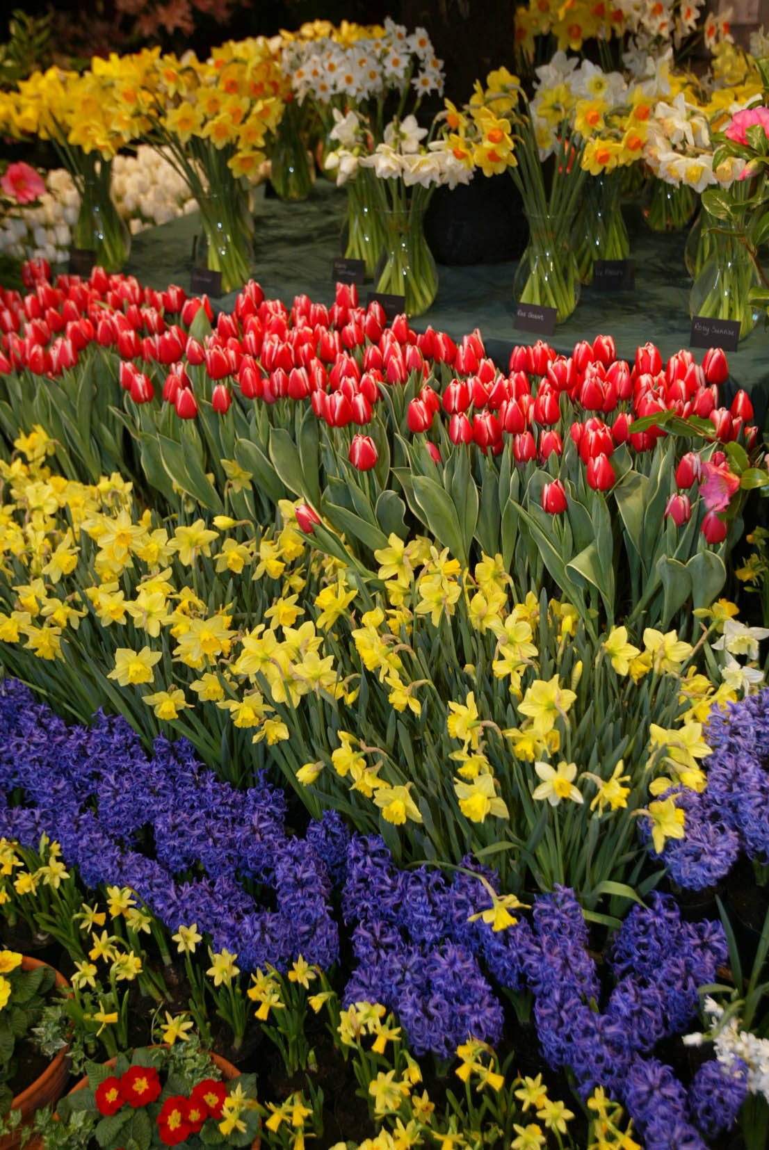 How about Entering the West Cornwall Spring Show? – CORNWALL FEDERATION ...