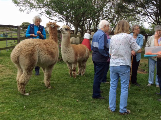 An Alpaca Experience for Mylor & Flushing WI – CORNWALL FEDERATION OF ...